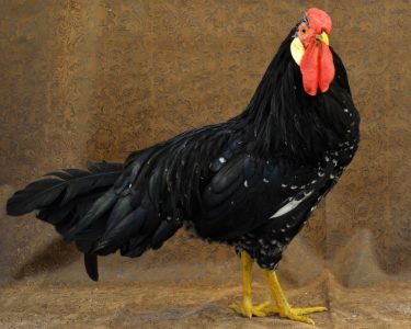 Ancona Chicken - Breed Profile - Backyard Poultry